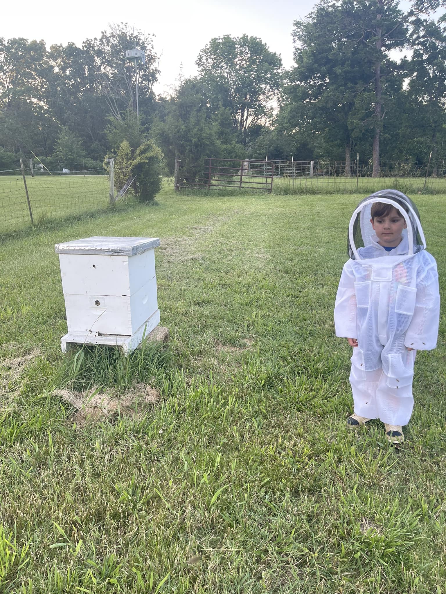 About | Buzzy Meadows Homestead